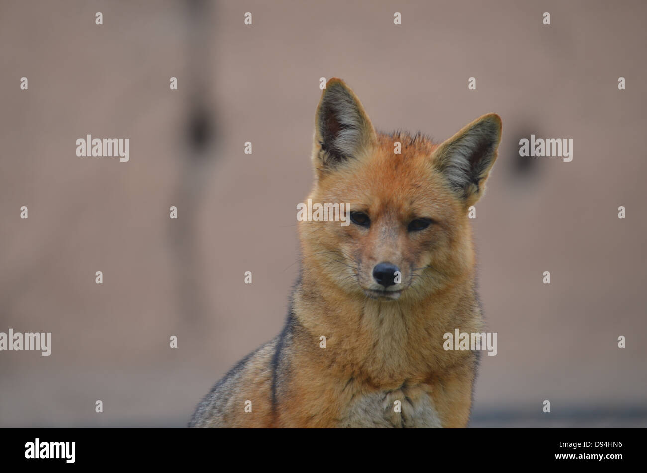 Andean fox hi-res stock photography and images - Alamy