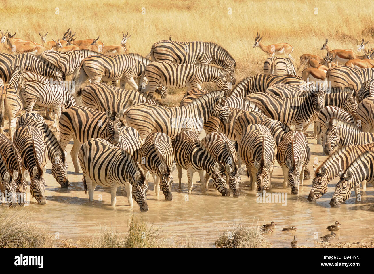 Springbok and zebra hi-res stock photography and images - Alamy