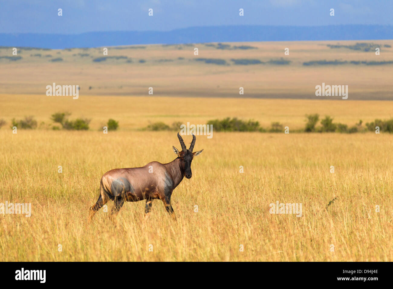 Damaliscus tiang hi-res stock photography and images - Alamy