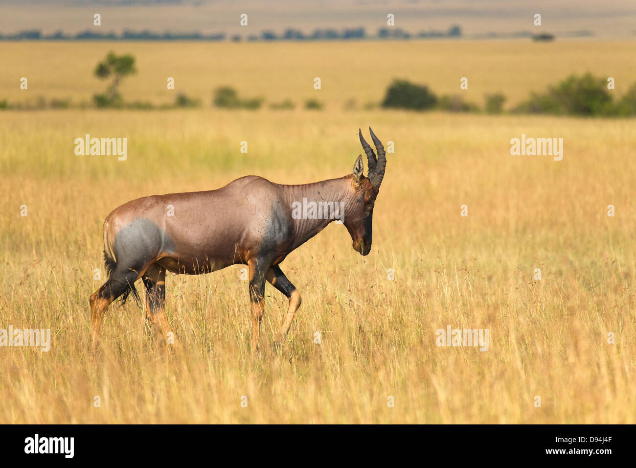 Damaliscus tiang hi-res stock photography and images - Alamy