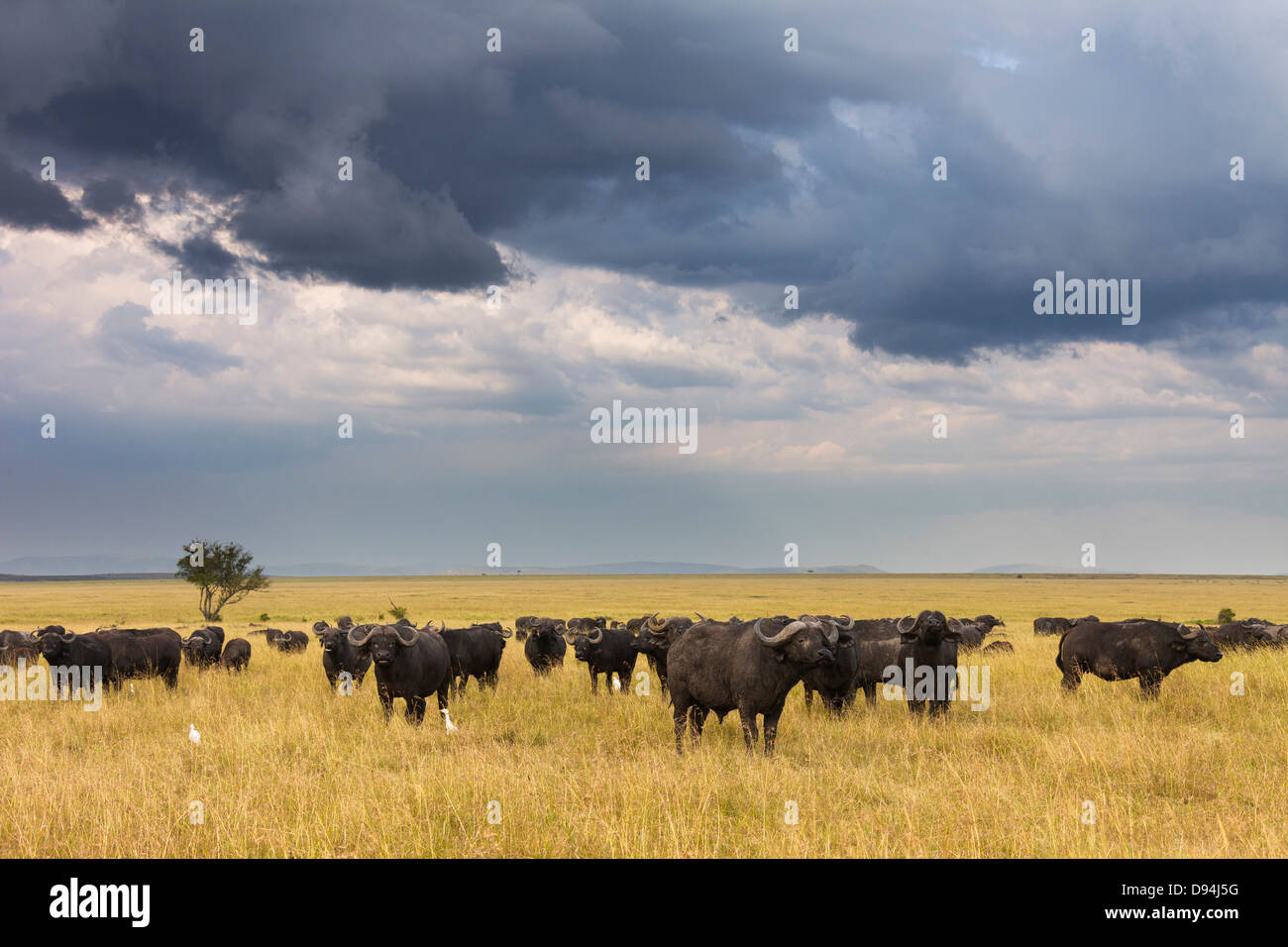 Cape buffalo and egret hi-res stock photography and images - Alamy
