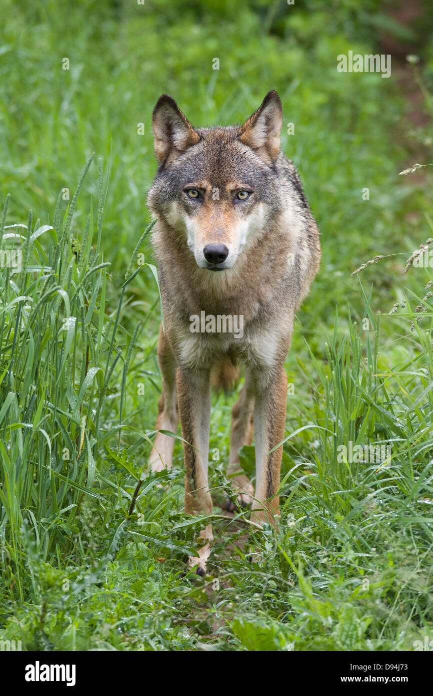 Wolf germany hi-res stock photography and images - Alamy