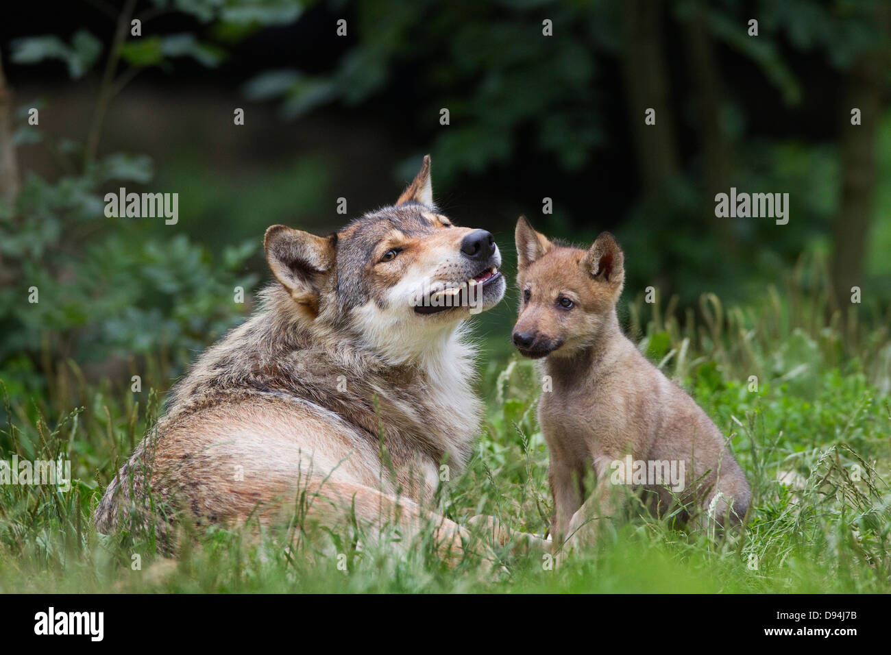 Eastern Wolf (Canis lupus lycaon) Pup Begging for Food, Game Reserve ...