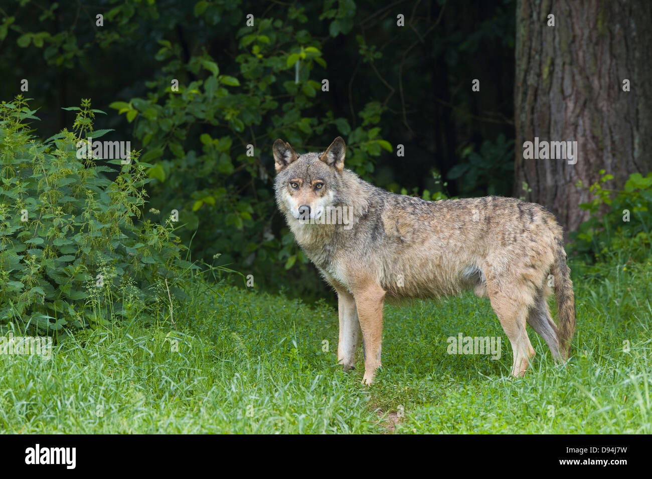 European Wolf (Canis lupus lupus) in Game Reserve, Germany Stock Photo ...