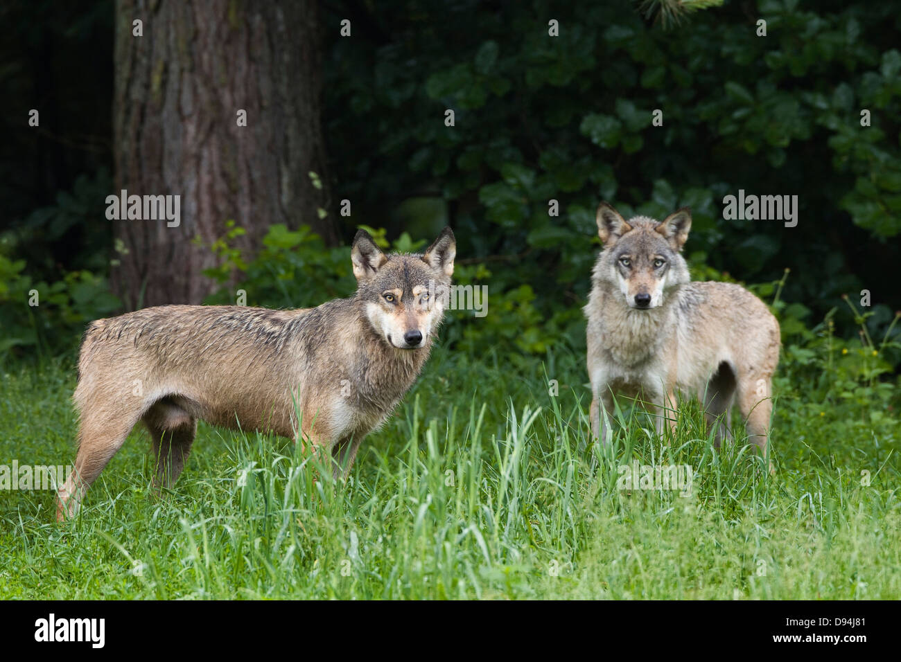 European Wolves (Canis lupus lupus) in Game Reserve, Germany Stock ...