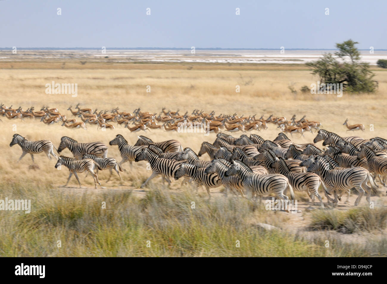 Equidae hi-res stock photography and images - Alamy