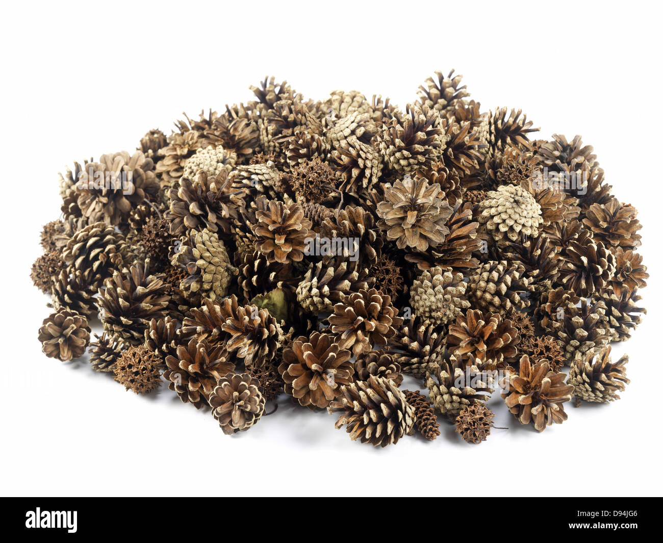 Scotch pine cone hi-res stock photography and images - Alamy