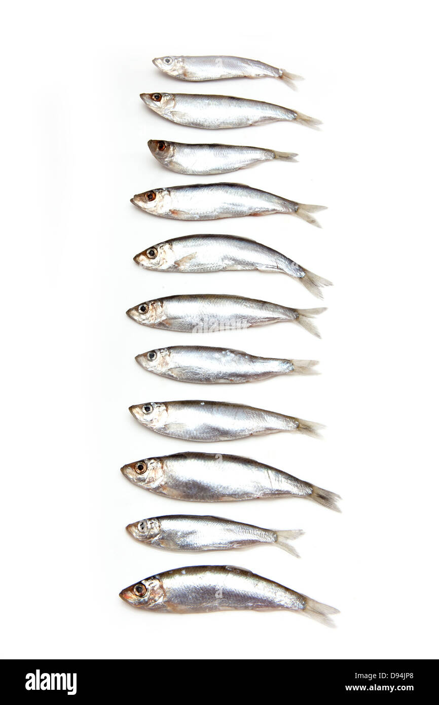 Sprats (Sprattus sprattus) a small oily fish isolated on a white ...