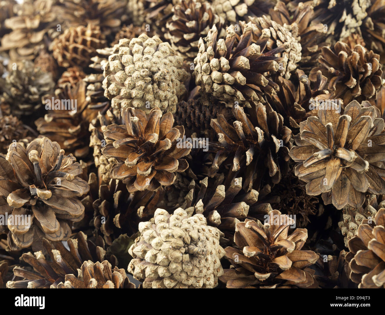 Scotch Pine Cones Stock Photo - Alamy
