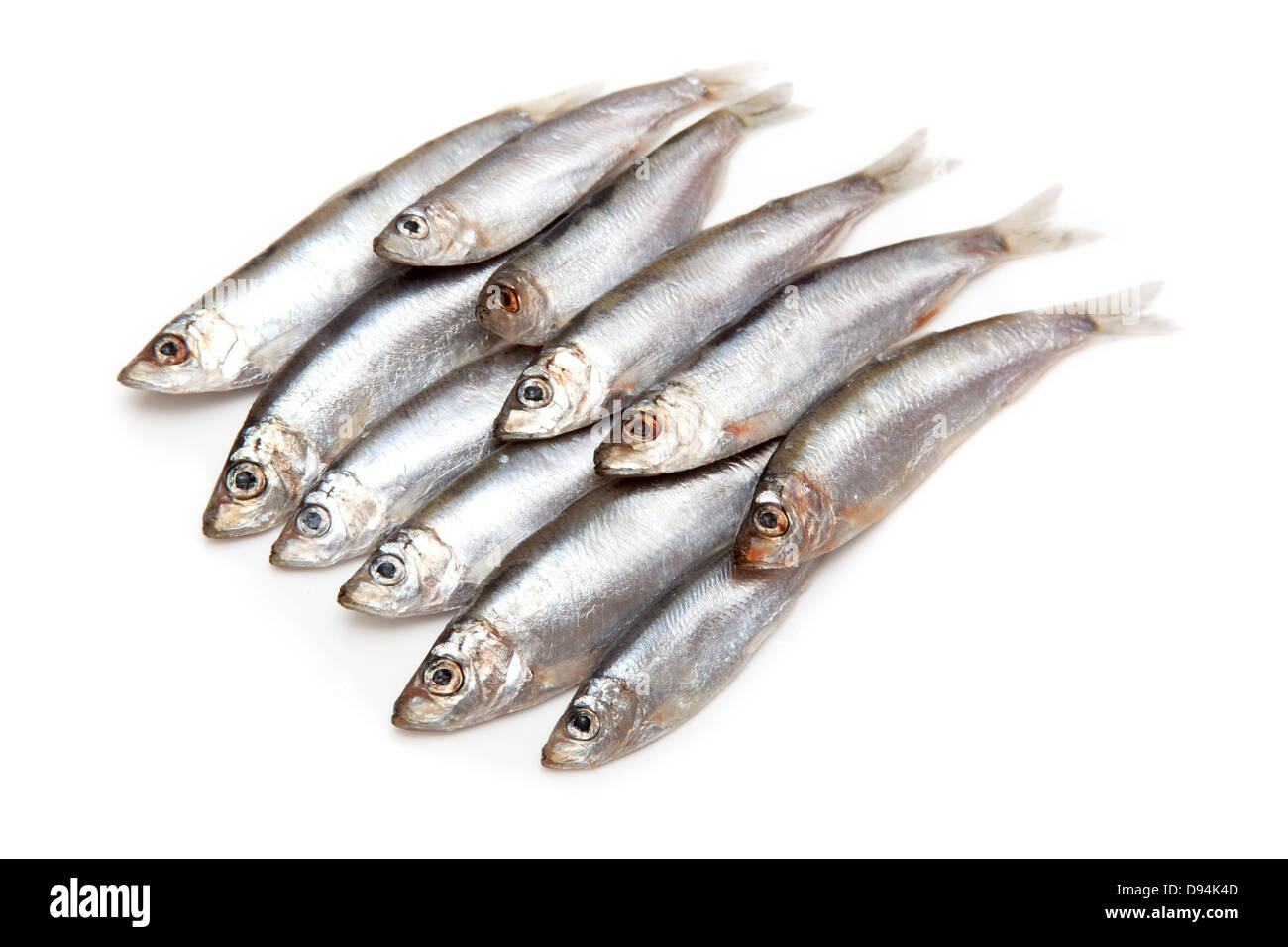 Sprats (Sprattus sprattus) a small oily fish isolated on a white ...