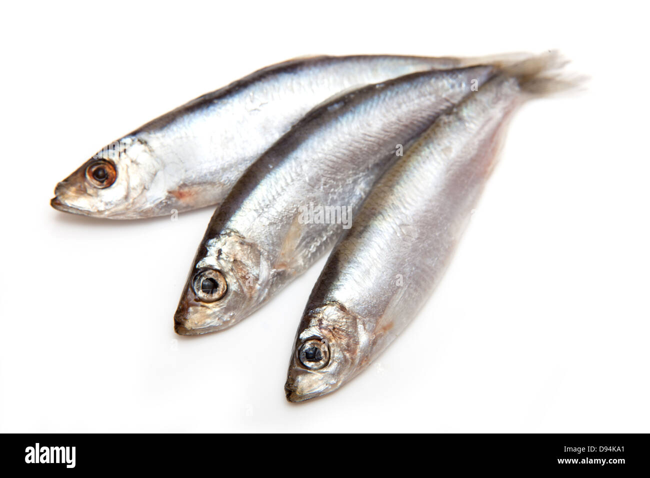 Sprats (Sprattus sprattus) a small oily fish isolated on a white ...