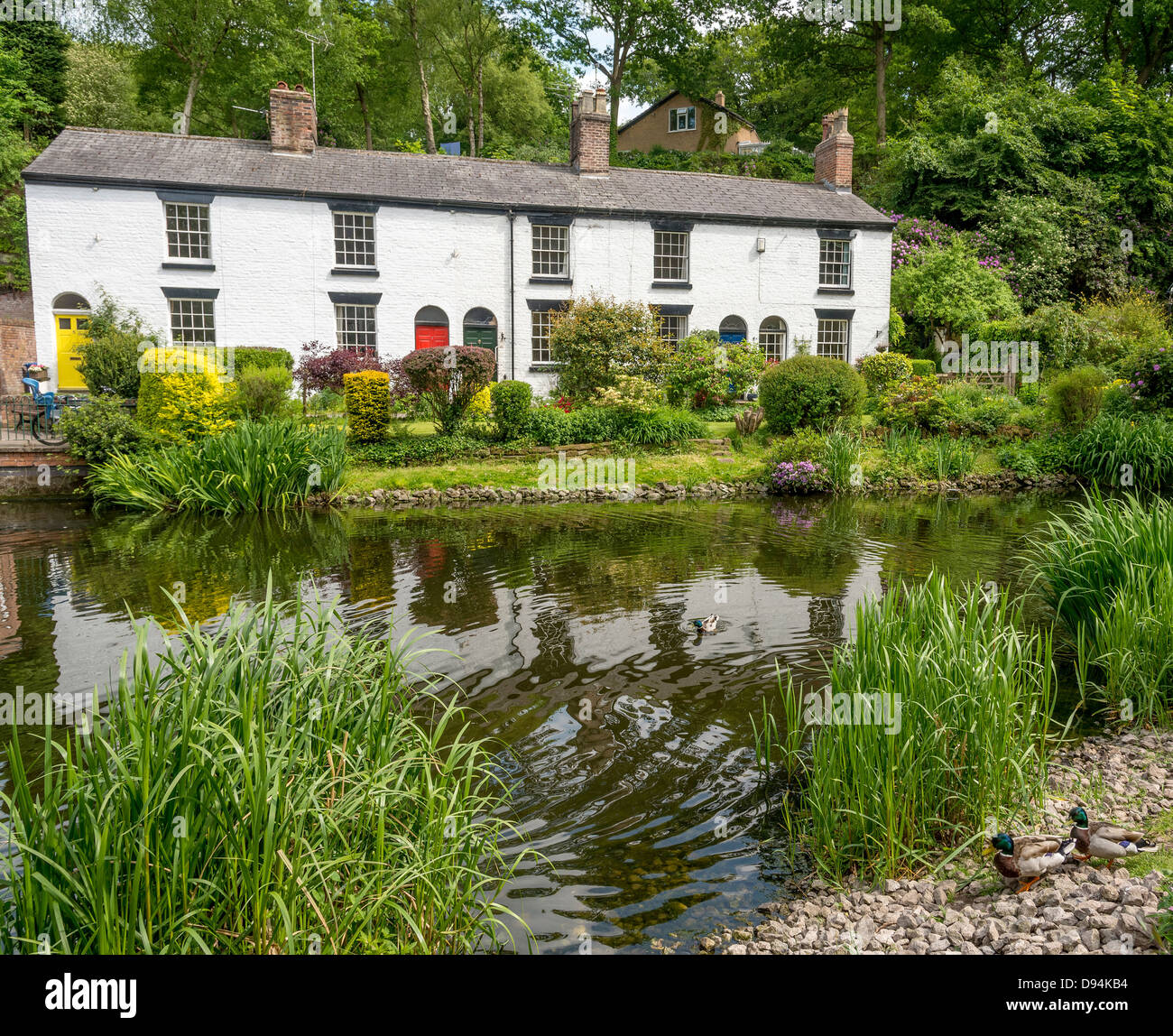Cottages in the Grove at the bottom of the DIngle at Lymm in Cheshire ...