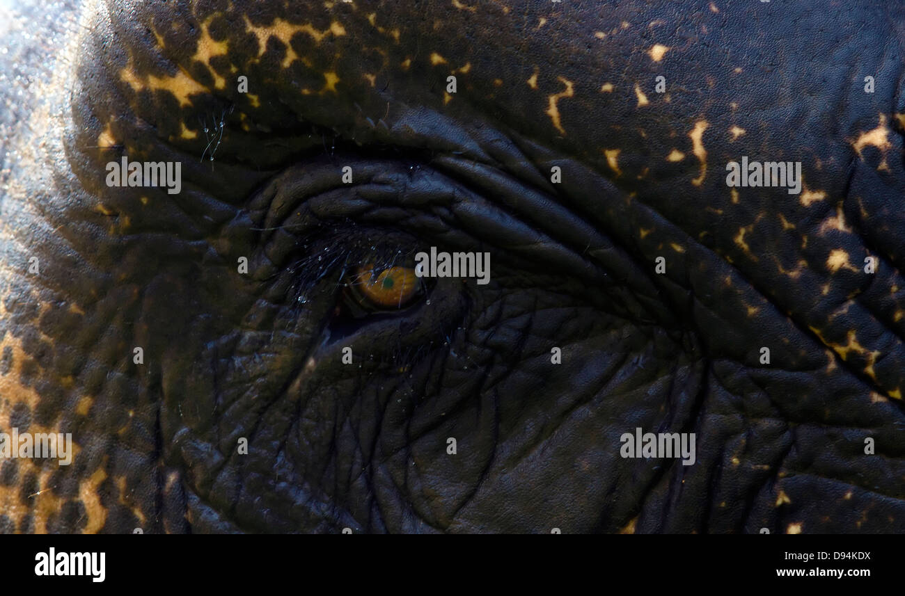 Elephant eyes closeup Stock Photo - Alamy