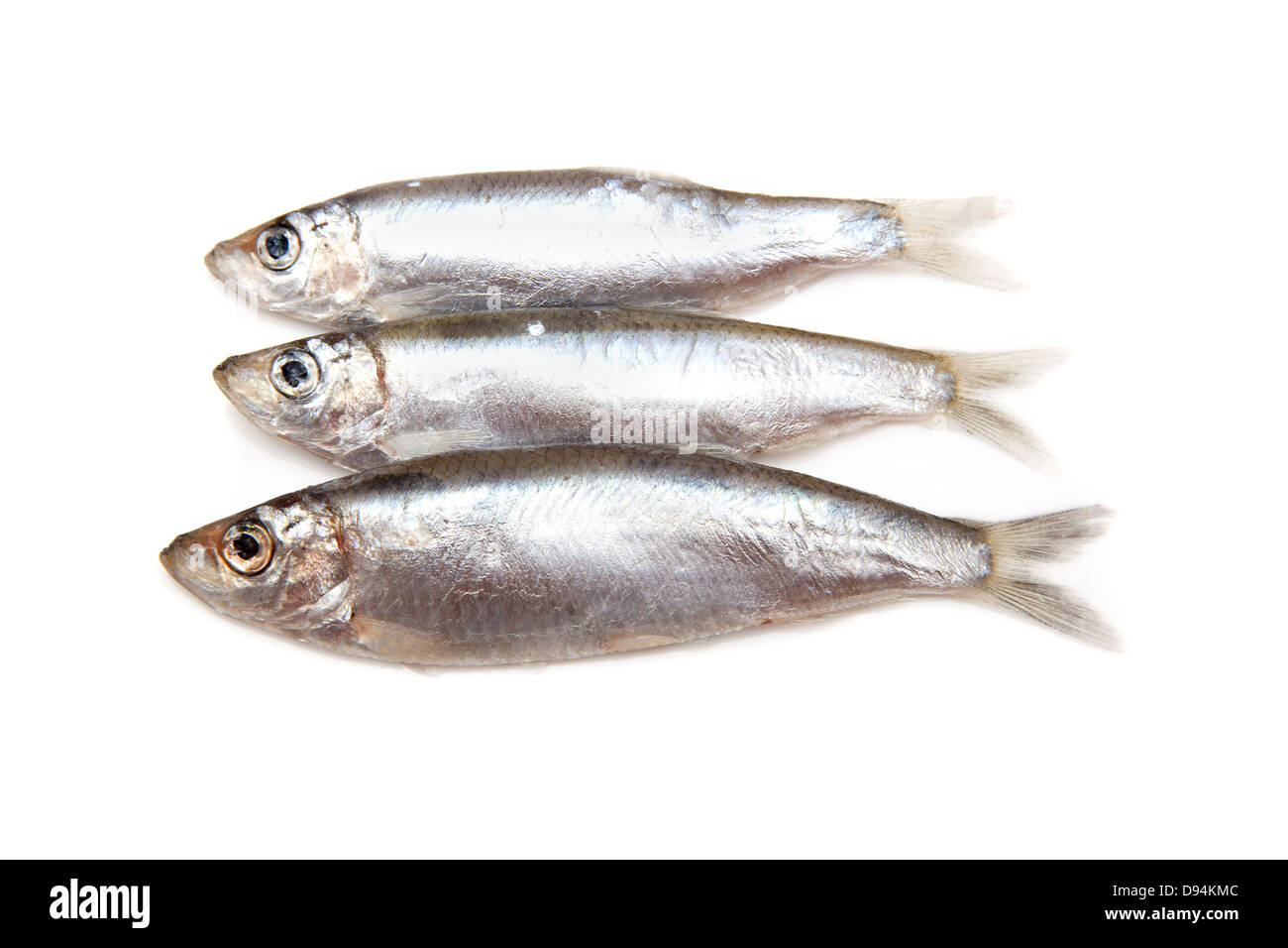 Sprats (Sprattus sprattus) a small oily fish isolated on a white ...