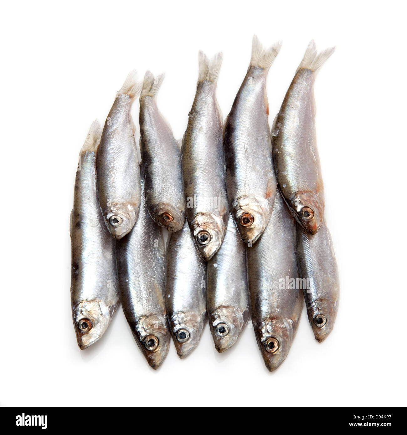Sprats (Sprattus sprattus) a small oily fish isolated on a white ...