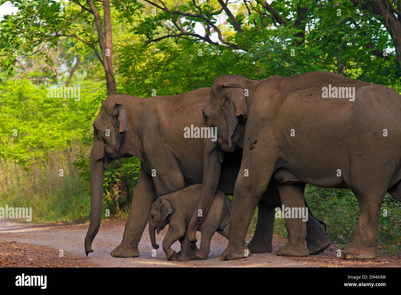Elephant family walking in forest Stock Photo - Alamy