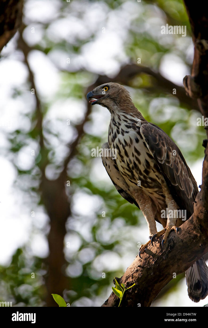 Jim bird hi-res stock photography and images - Alamy