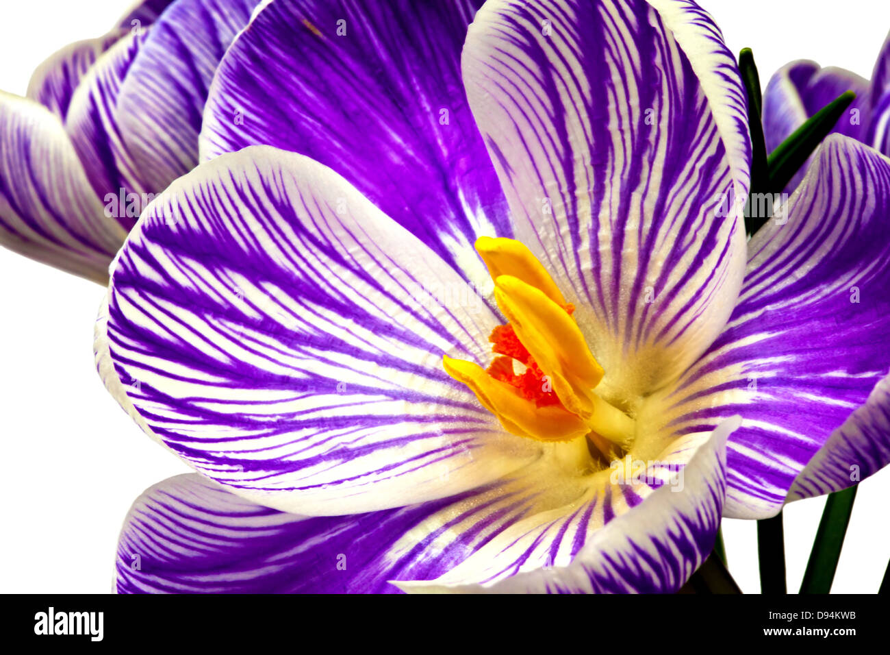 Stripy blue and white crocus blooms isolated on white Stock Photo - Alamy