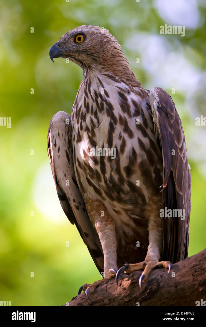 Indian changeable hawk eagle hi-res stock photography and images - Alamy