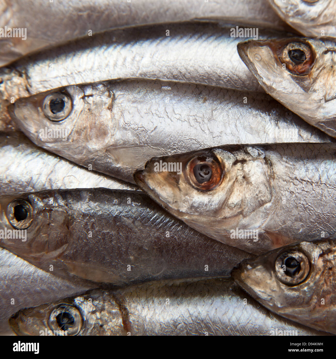 Sprats (Sprattus sprattus) a small oily fish Stock Photo - Alamy