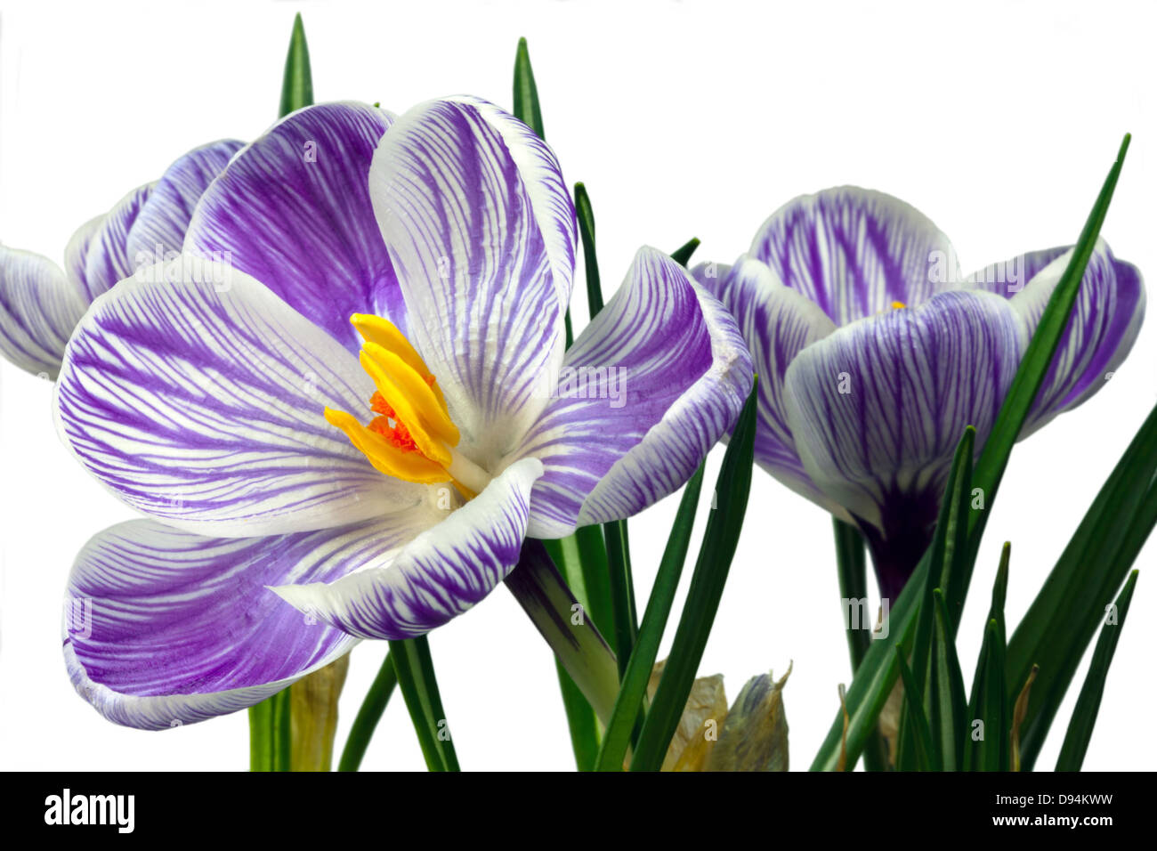Stripy blue and white crocus blooms isolated on white Stock Photo - Alamy