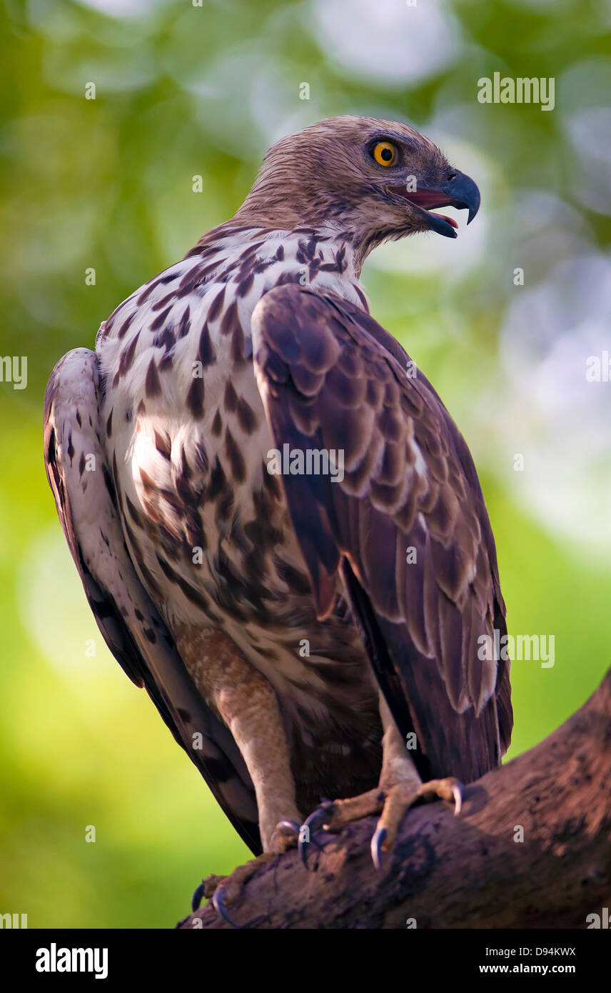 Changeable Hawk Eagle Stock Photo - Alamy