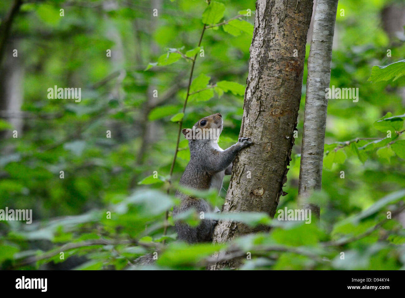 Grey squirrel tree hi-res stock photography and images - Alamy