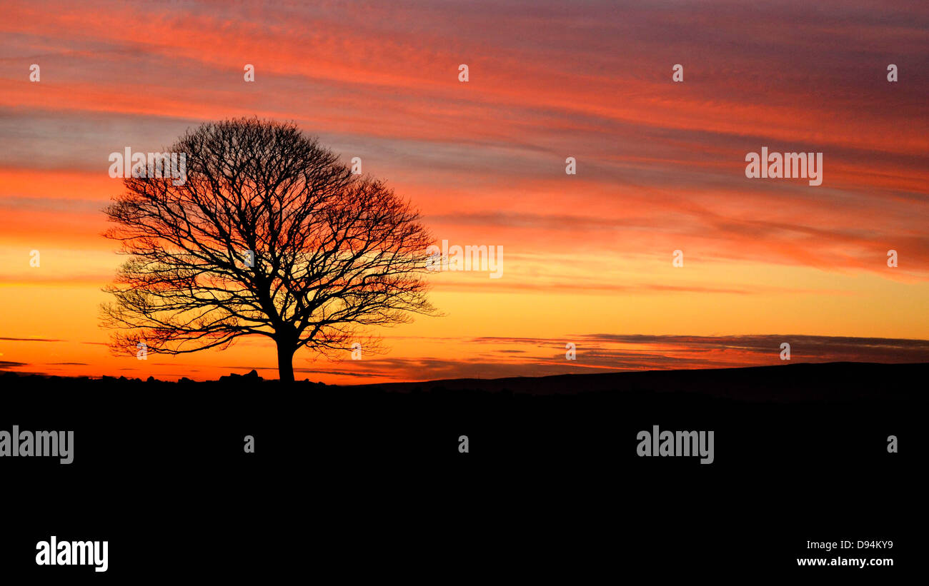 Silhouetted tree at sunset Stock Photo - Alamy