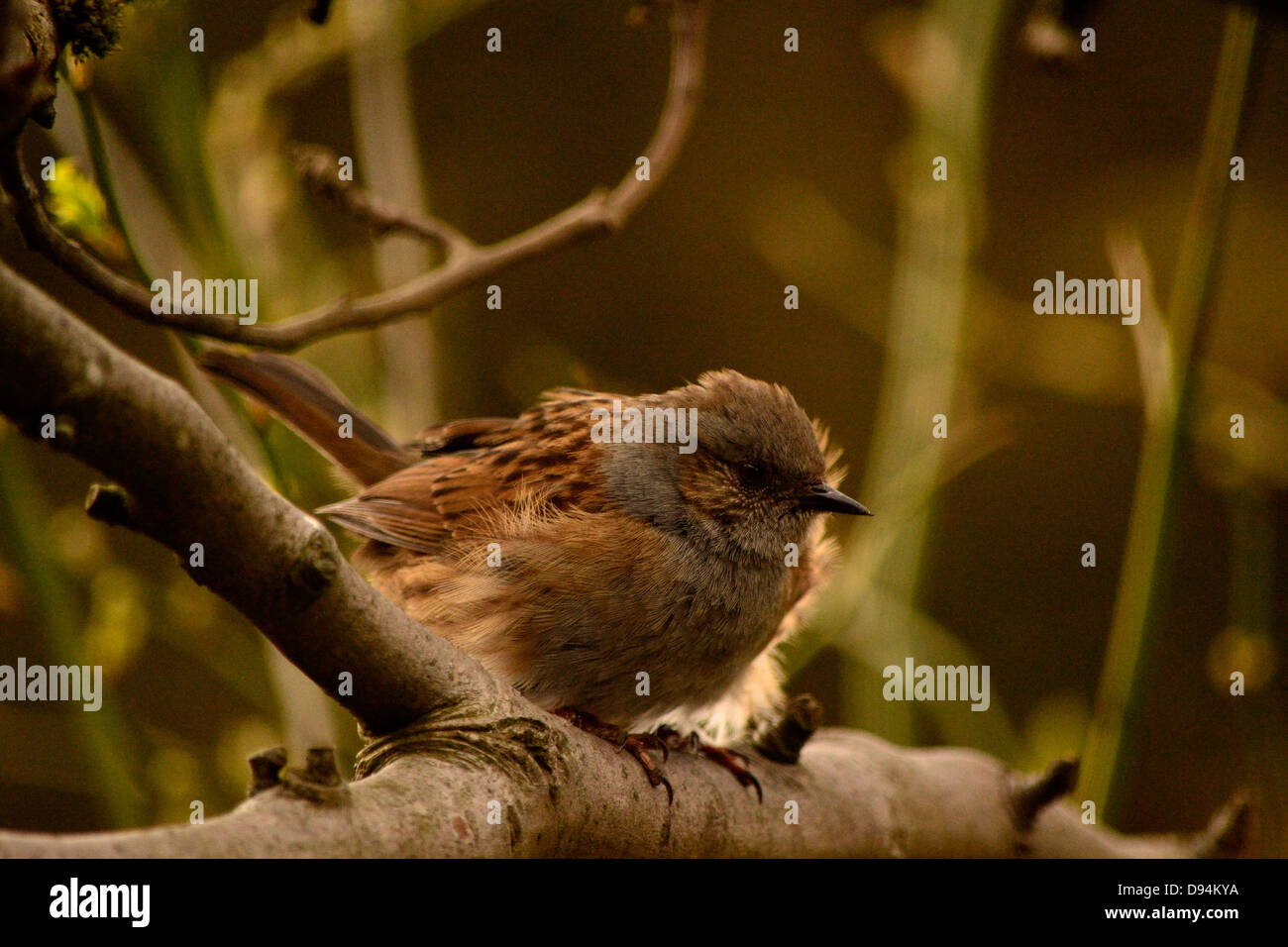 Dunnock in a tree Stock Photo - Alamy