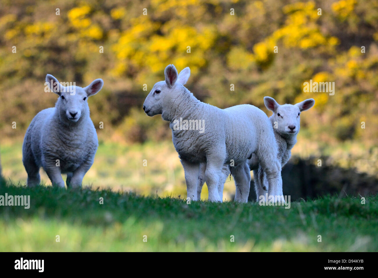 Group of lambs in a field Stock Photo - Alamy