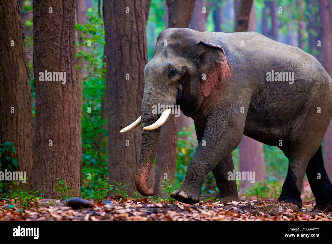 Asian Elephant Big Tusks