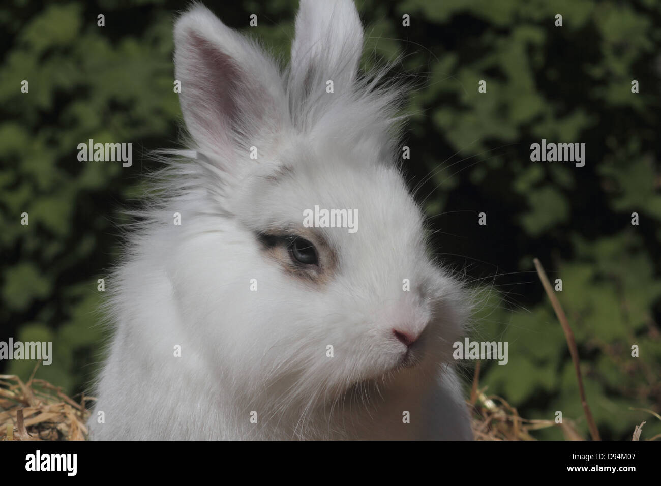 Cuddly rabbit hi-res stock photography and images - Alamy