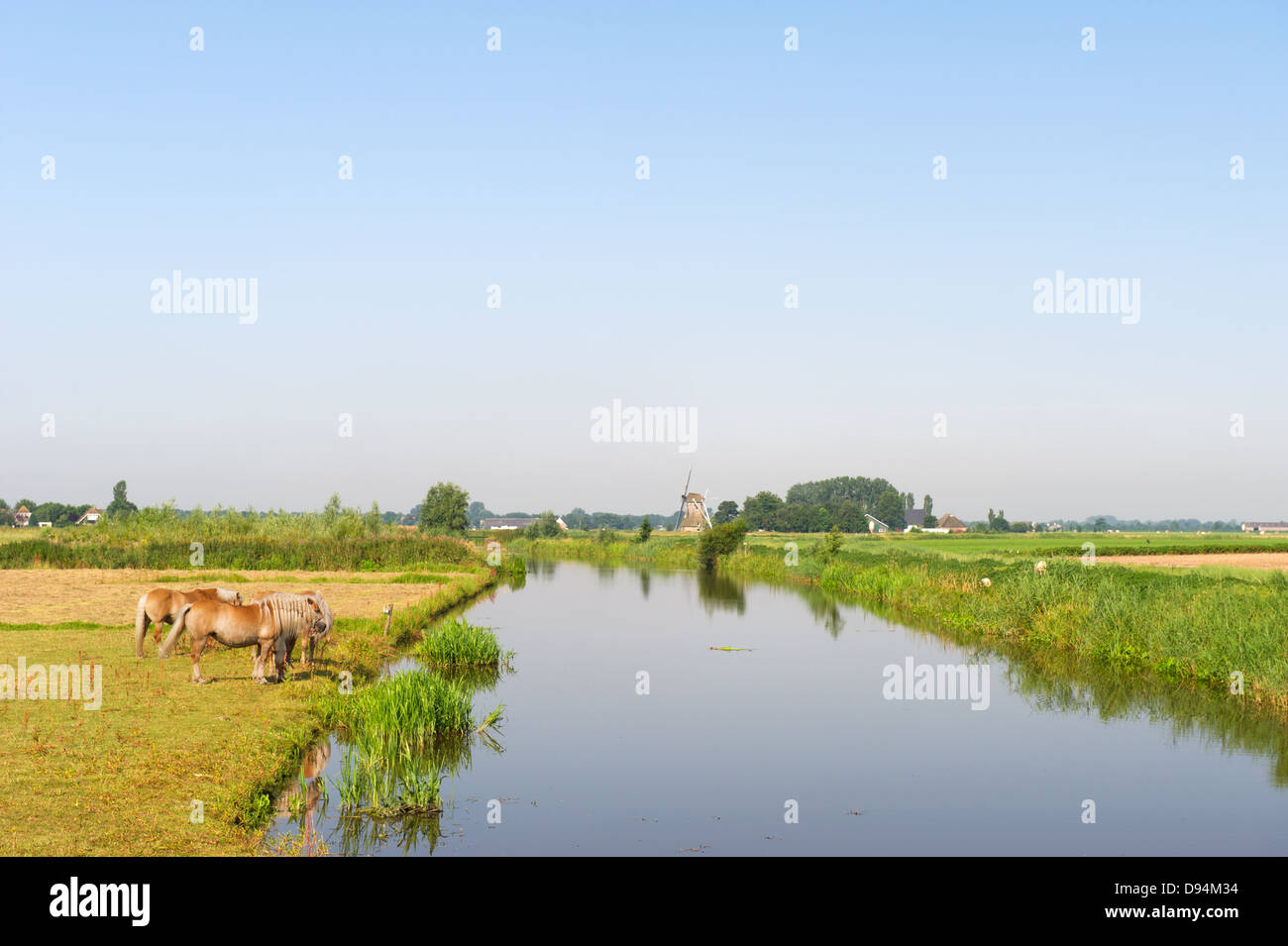 Dutch landscape in Friesland with horses water and windmill at the ...