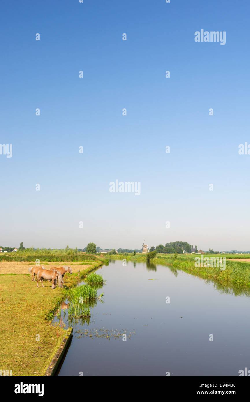 Dutch landscape in Friesland with horses water and windmill at the ...