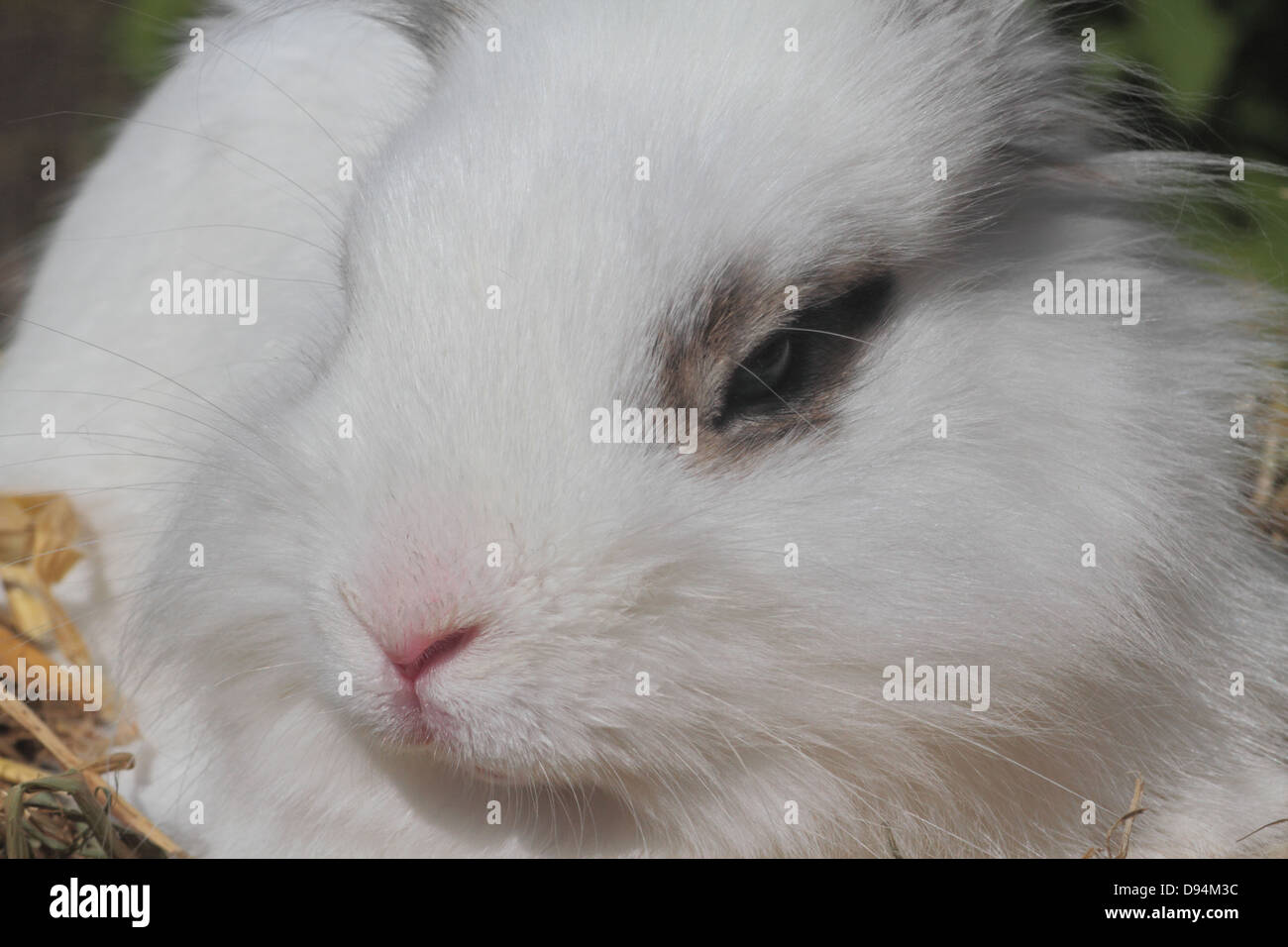 Cute white domestic rabbit Stock Photo - Alamy