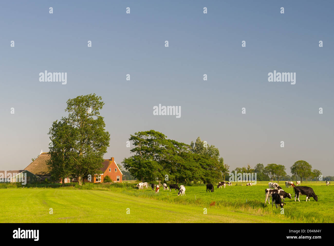 Dutch landscape in Friesland with farm house and cows Stock Photo - Alamy