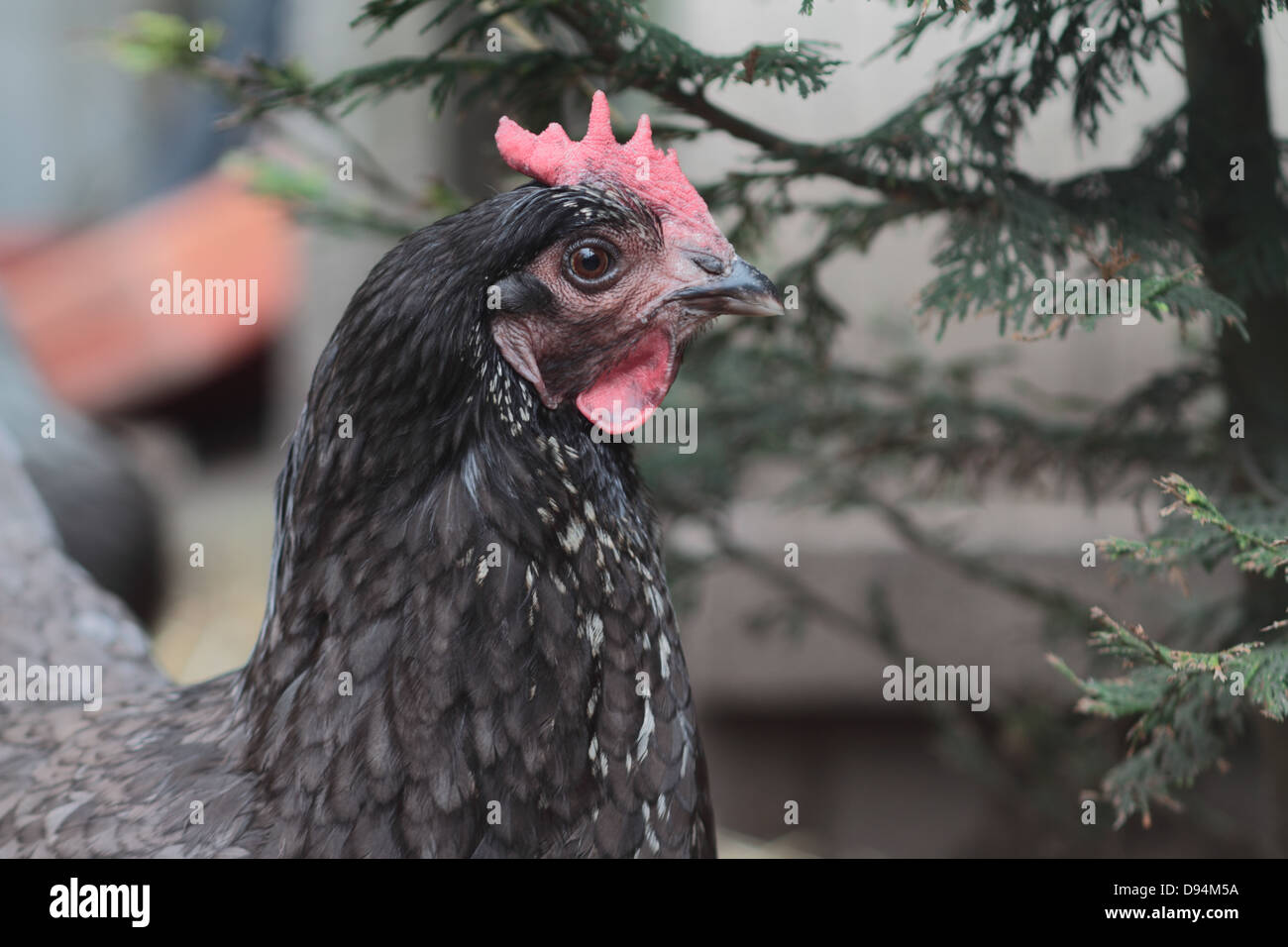 Bluebell hybrid hen in back garden. UK Stock Photo - Alamy
