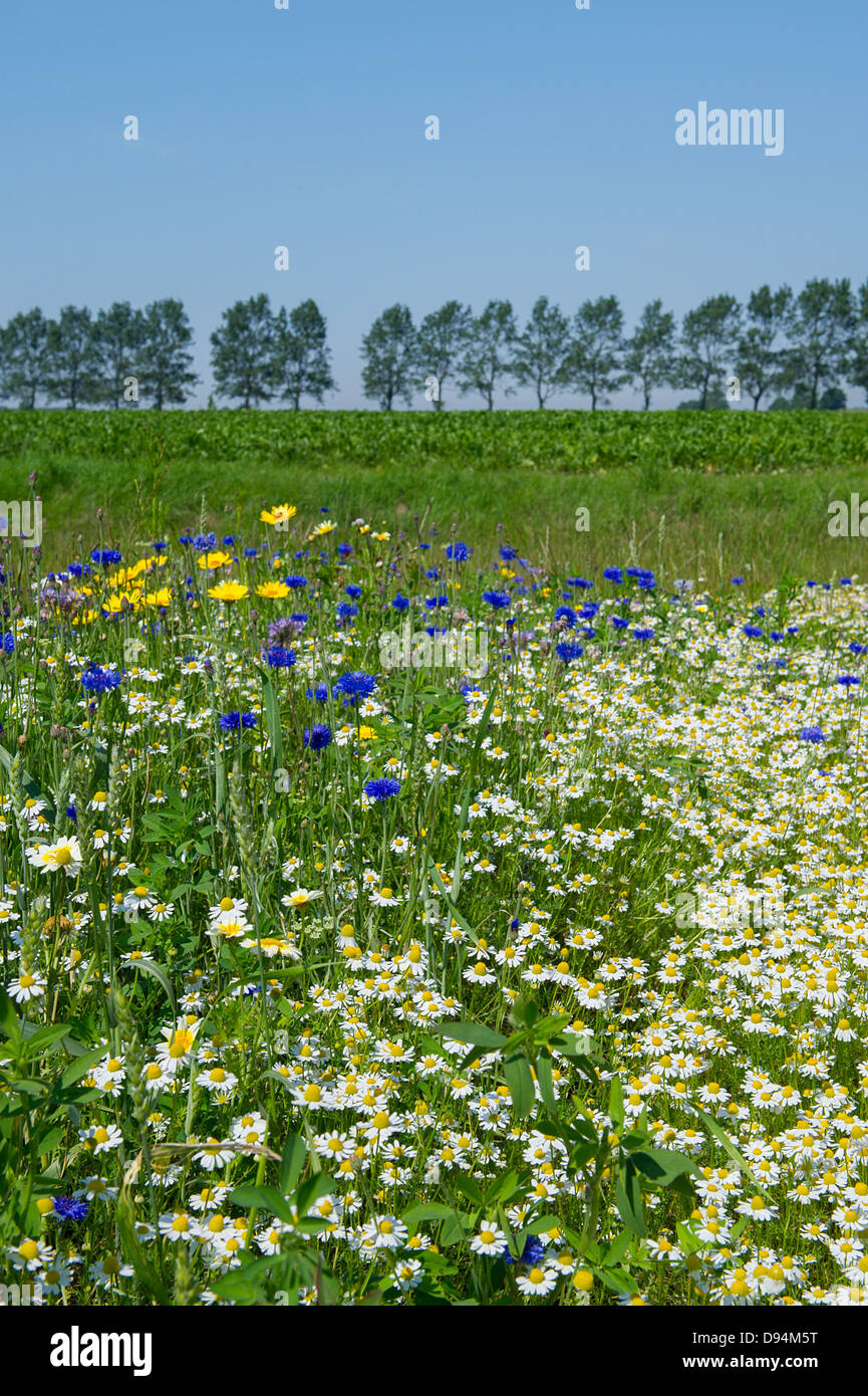 Colorful field with blue and yellow wild flowers Stock Photo - Alamy