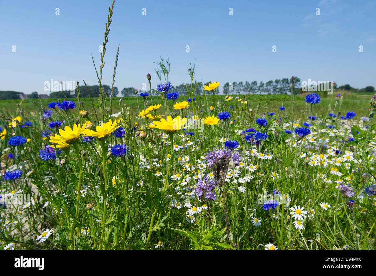 Colorful field with blue and yellow wild flowers Stock Photo - Alamy