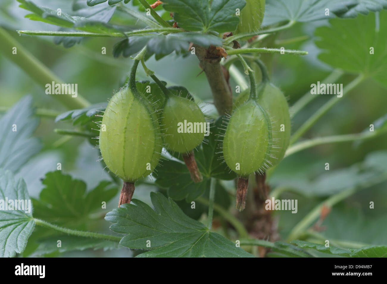 Gooseberry bush uk hi-res stock photography and images - Alamy