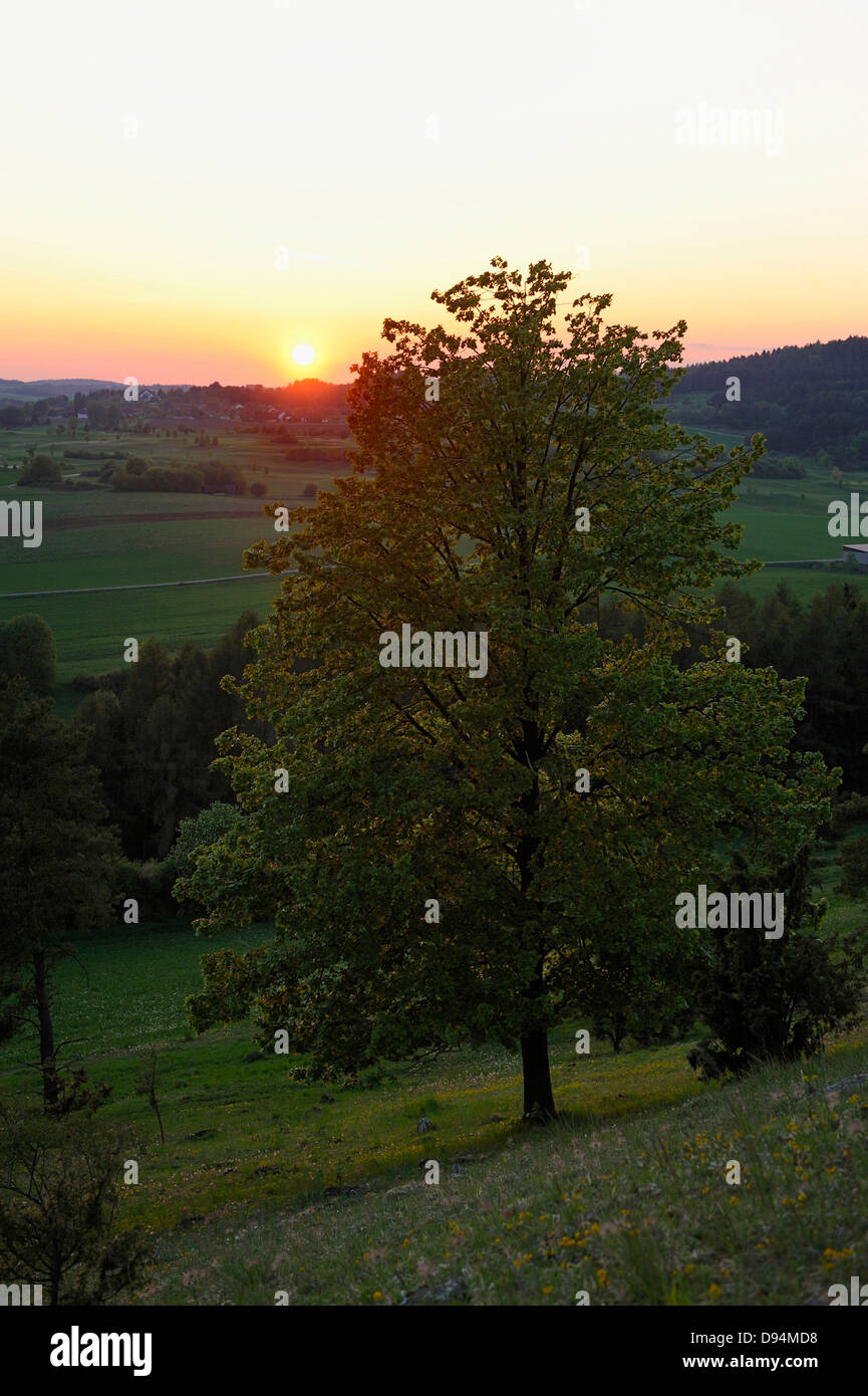 Silver lime tree hi-res stock photography and images - Alamy