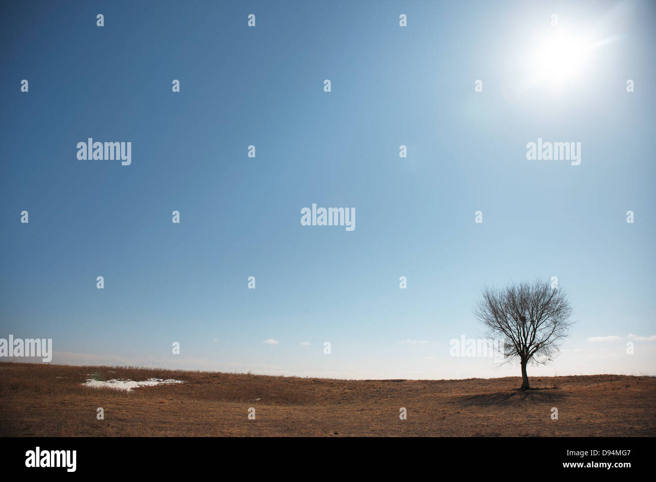 Single tree in summer landscape Stock Photo - Alamy