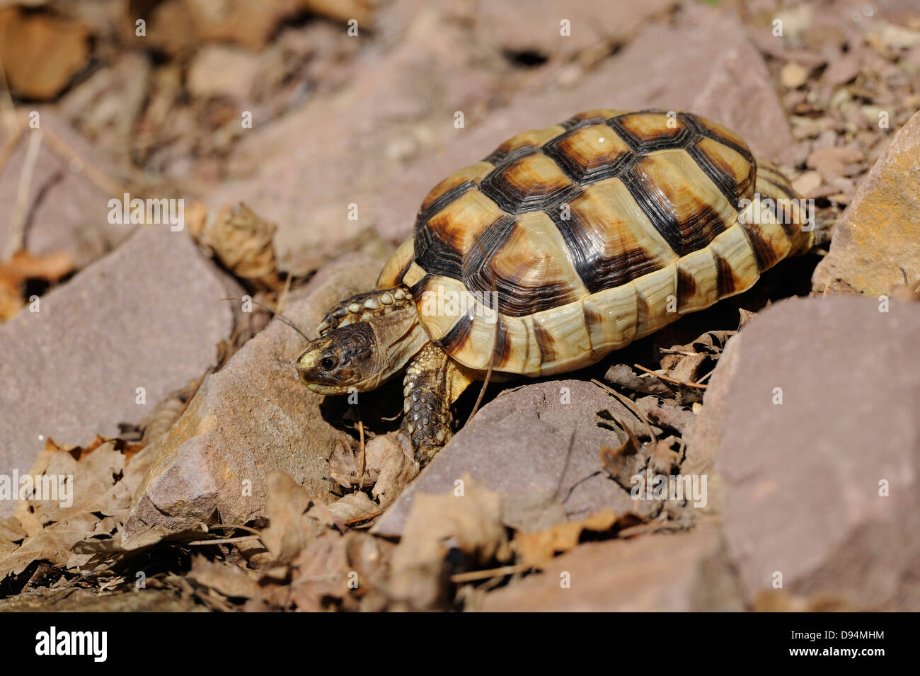 Eastern Hermann's tortoise (Testudo hermanni boettgeri) walking around ...