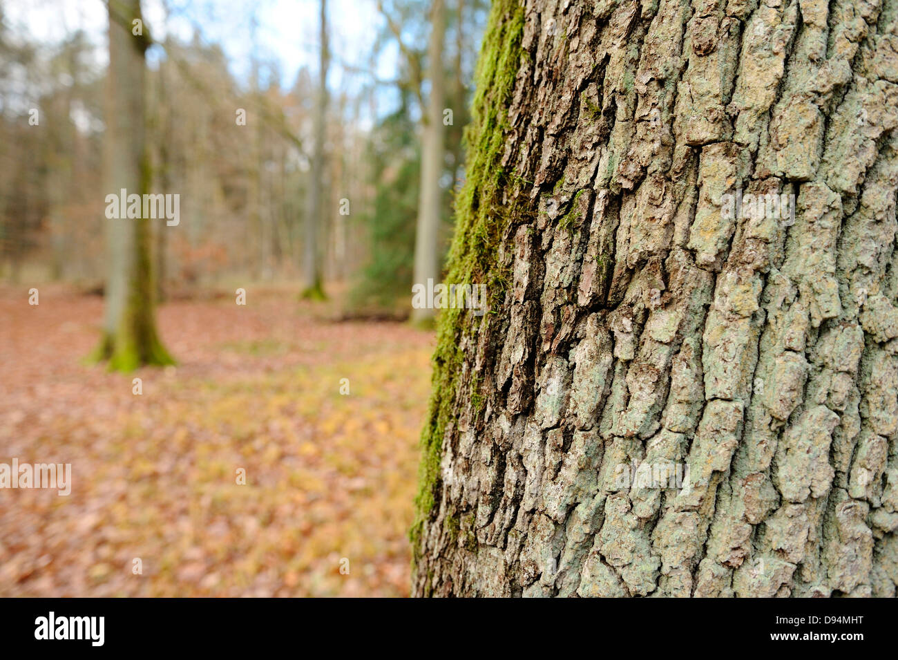 Close-up of a English oak (Quercus robur) tree trunk in autumn ...