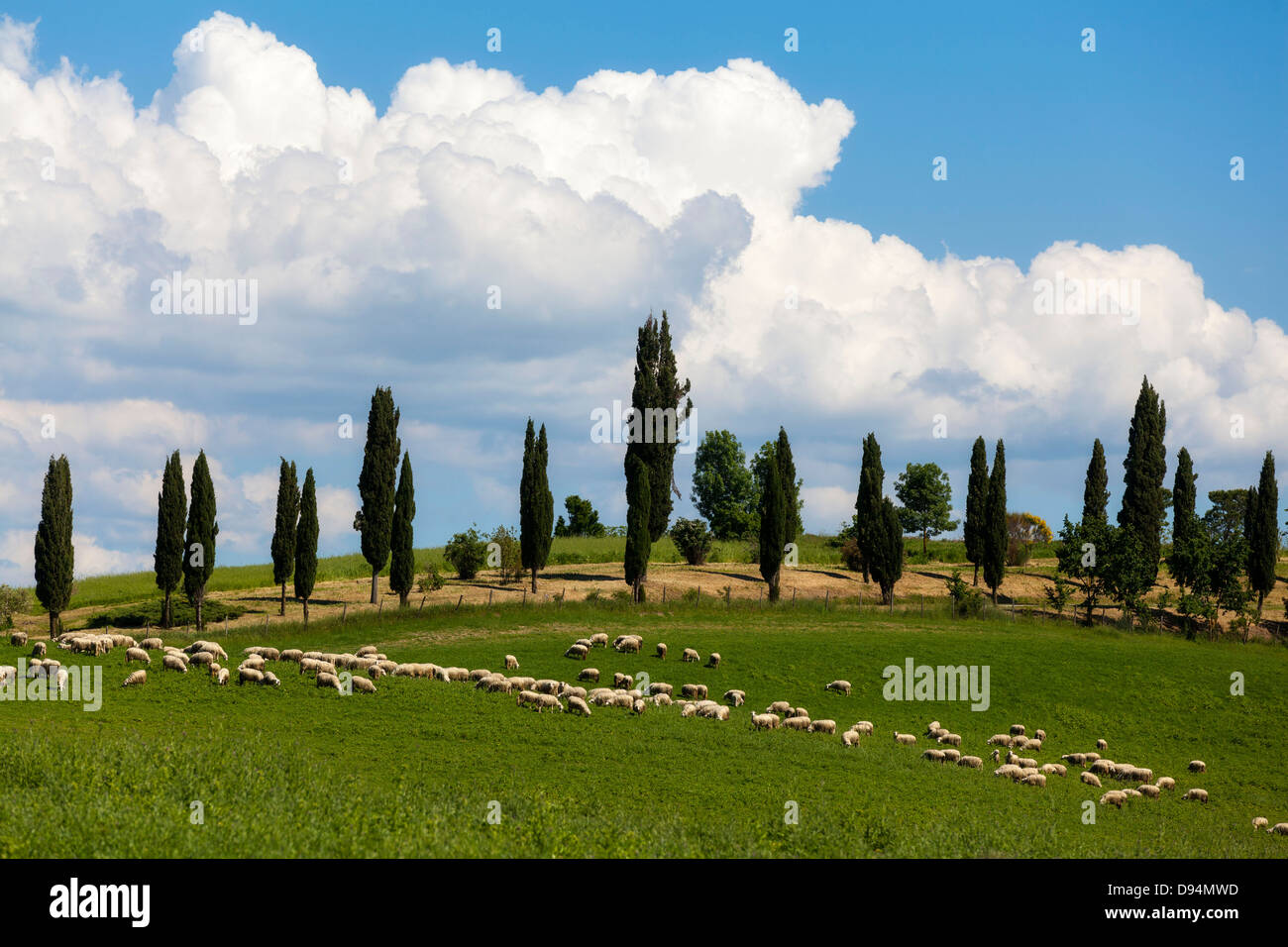 Tuscany landscape with sheep and cypresses Stock Photo - Alamy