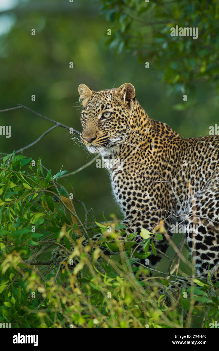 Portrait of Leopard (Panthera pardus) in Tree, Maasai Mara National ...