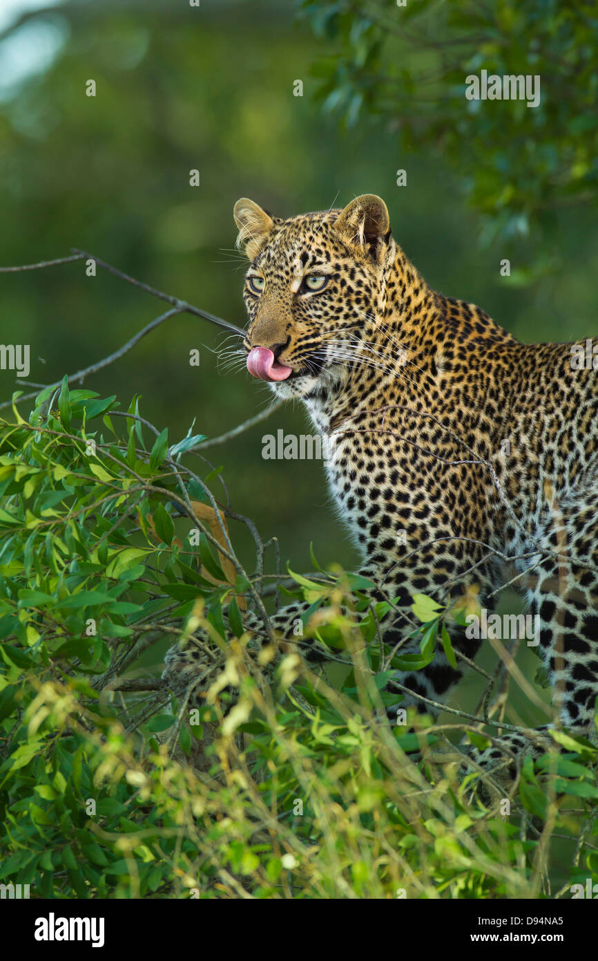 Portrait of Leopard (Panthera pardus) in Tree, Maasai Mara National ...