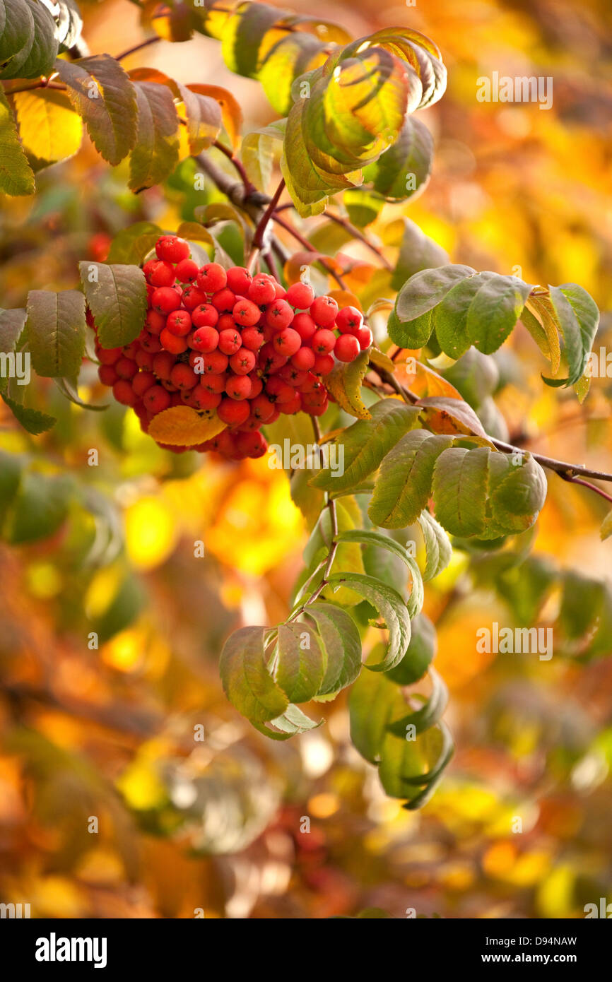 Sorbus aucuparia autumn hi-res stock photography and images - Alamy