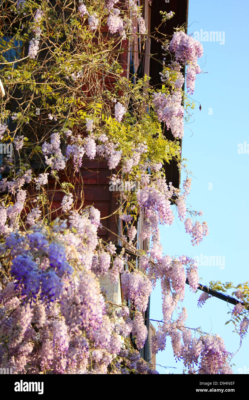 Lilac flower border garden hi-res stock photography and images - Alamy