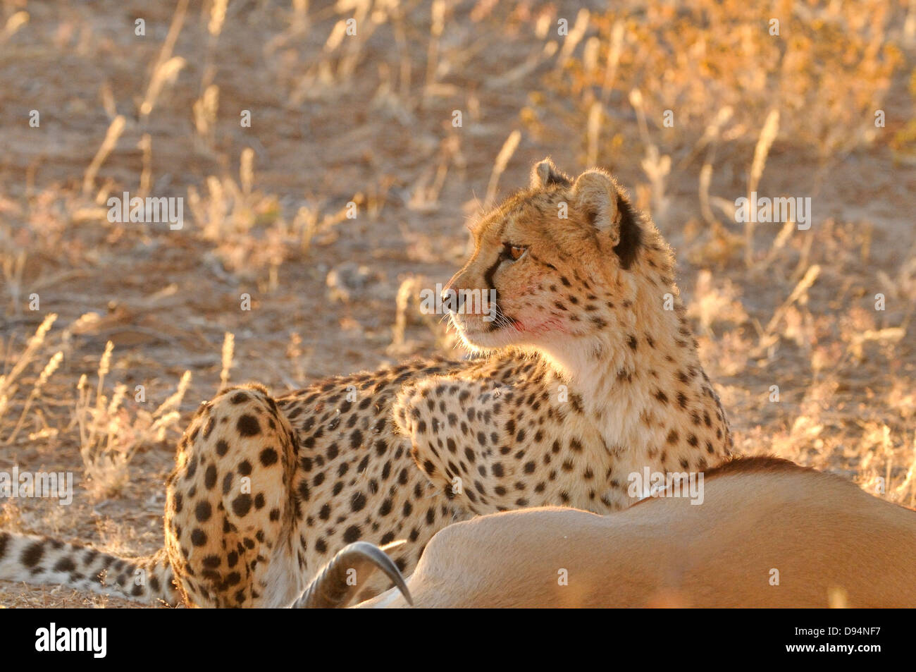 Cheetah Acinonyx jubatus Eating recently killed Springbok Photographed ...